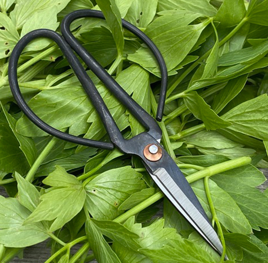 Schere Cirsium – Nordischer Garten Shop