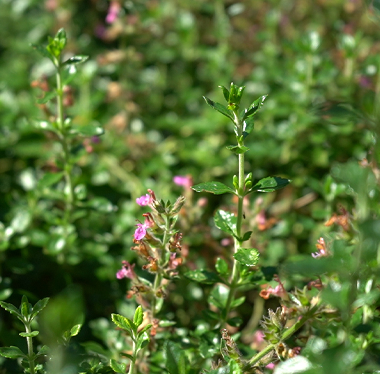 Teucrium chamaedrys – Edel-Gamander – Nordischer Garten Shop