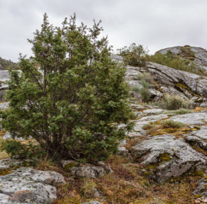 Juniperus communis – Heimischer Wacholder, weiblich – Nordischer Garten ...
