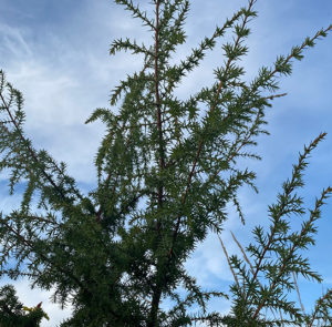 Juniperus communis – Heimischer Wacholder, weiblich – Nordischer Garten ...