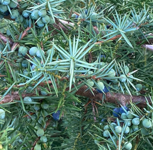 Juniperus communis – Heimischer Wacholder, weiblich – Nordischer Garten ...