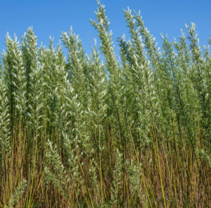 Salix viminalis – Korbweide – Nordischer Garten Shop