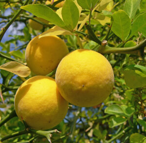 Poncirus trifoliata – Winterharte Zitrone, Dreiblattzitrone ...